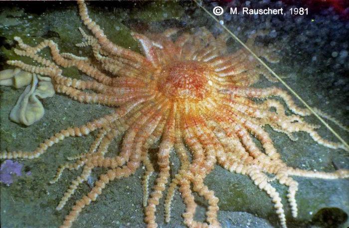 Labidiaster annulatus - Alchetron, The Free Social Encyclopedia