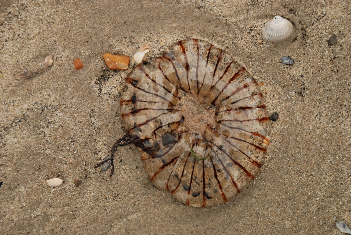 Chrysaora Hysoscella - JungleKey.fr Wiki