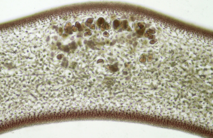 Chondrus Crispus - JungleKey.fr Wiki