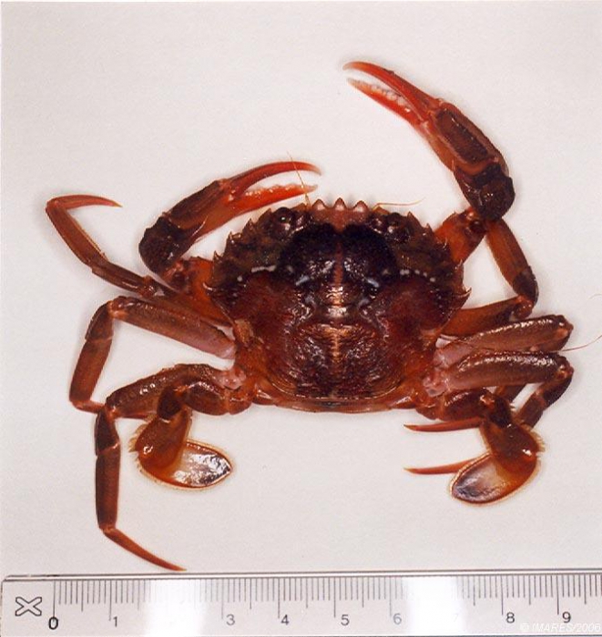 Liocarcinus - JungleKey.fr Image