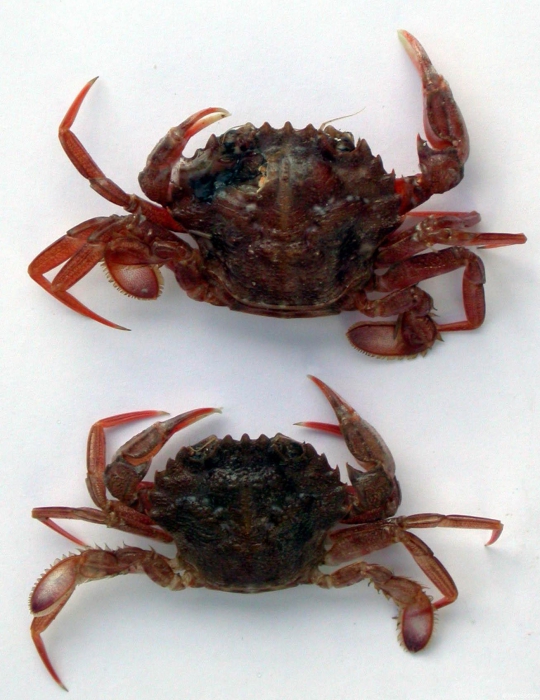 Liocarcinus - JungleKey.fr Image