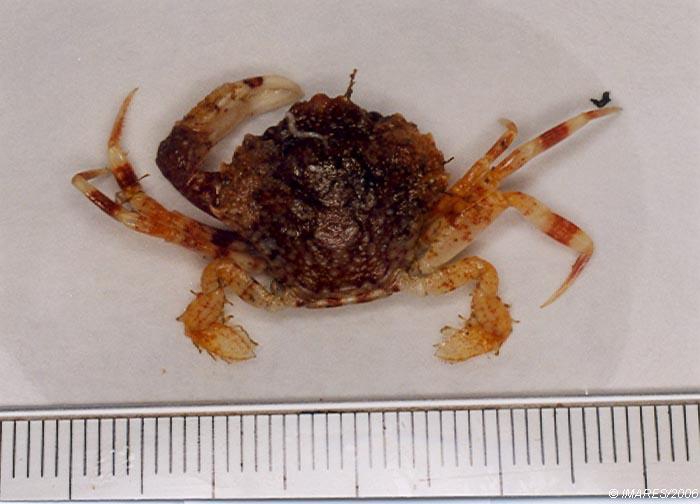 Liocarcinus - JungleKey.fr Image