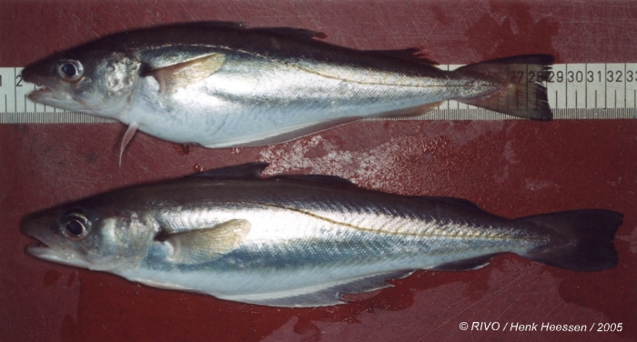 Merlangius Merlangus - JungleKey.fr Wiki