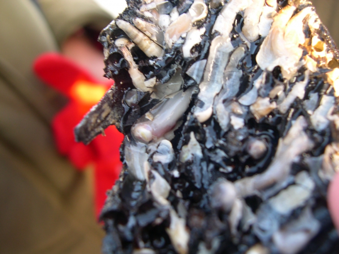 Teredo - JungleKey.fr Image