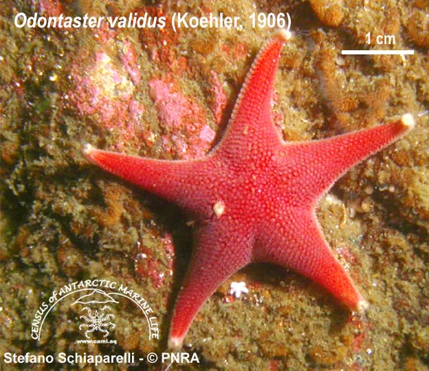 Odontaster validus - Alchetron, The Free Social Encyclopedia
