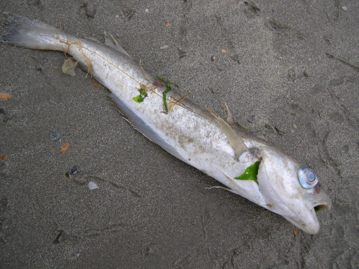 Merlangius Merlangus - JungleKey.fr Wiki