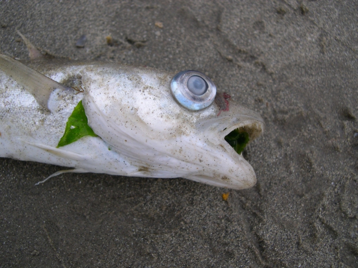 Merlangius Merlangus - JungleKey.fr Wiki