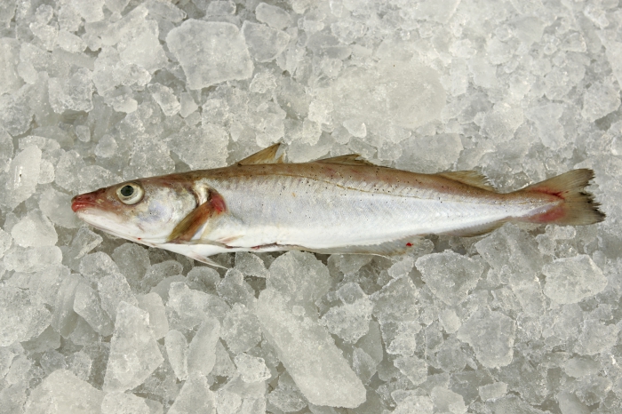 Merlangius Merlangus - JungleKey.fr Wiki