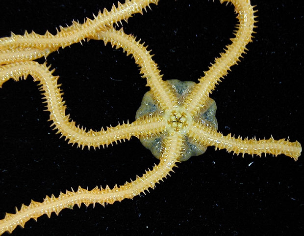 Amphiura - Alchetron, The Free Social Encyclopedia