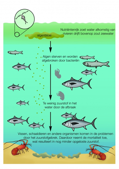 IMIS | Flanders Marine Institute