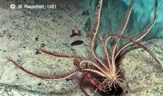 WoRMS - World Register of Marine Species - Promachocrinus kerguelensis ...