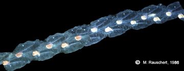WoRMS - World Register of Marine Species - Thaliacea