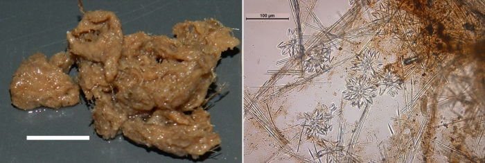 World Porifera Database