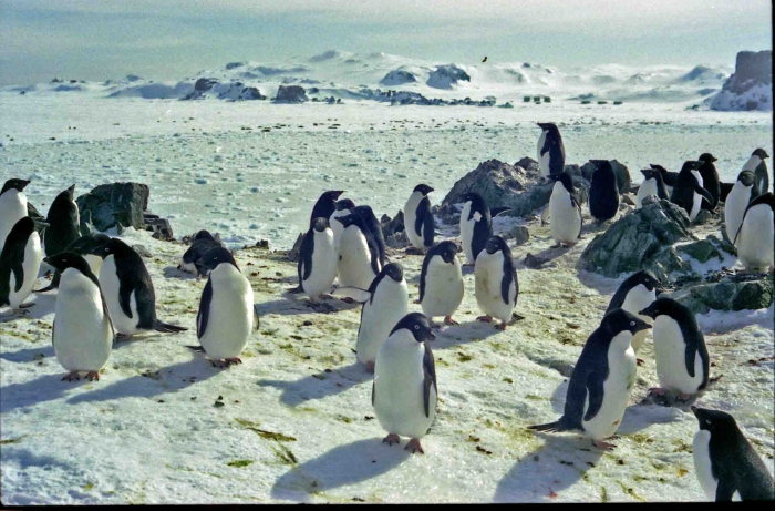 WoRMS - World Register of Marine Species - Photogallery