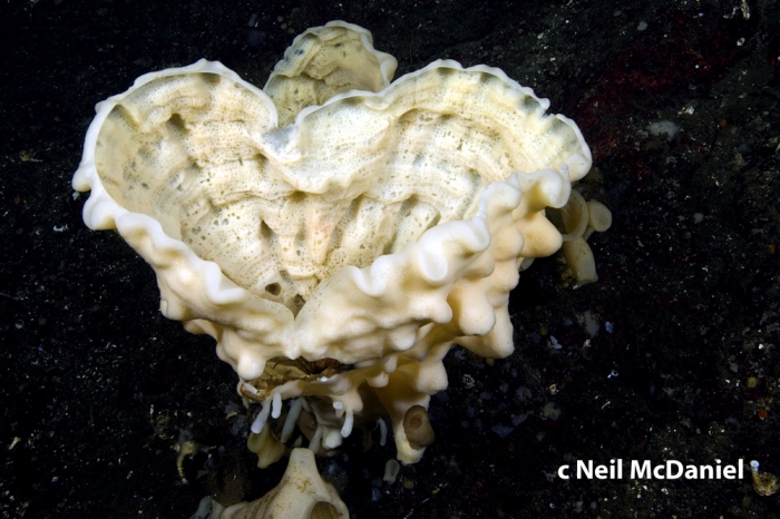 WoRMS - World Register of Marine Species