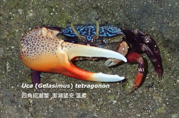 WoRMS - World Register of Marine Species