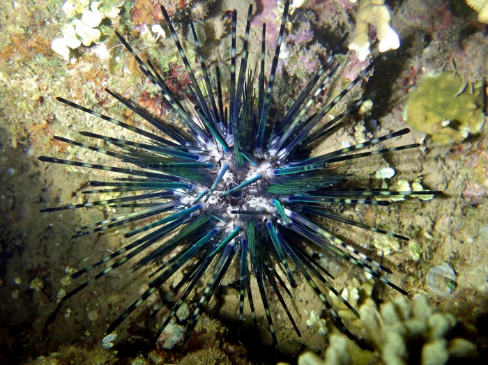 World Echinoidea Database - Photogallery
