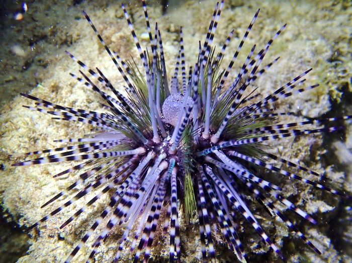 World Echinoidea Database - Photogallery