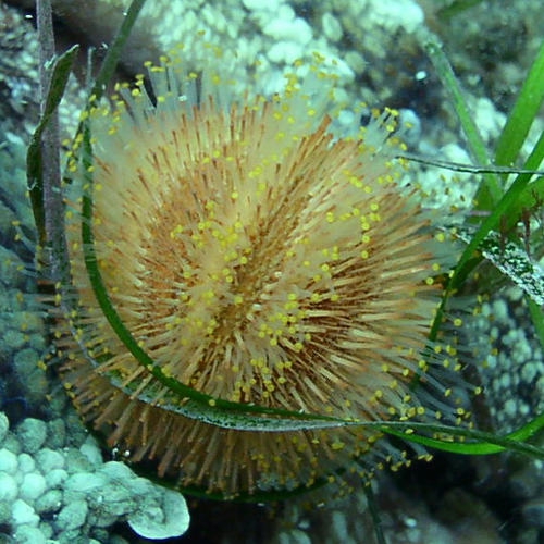 World Echinoidea Database - Photogallery