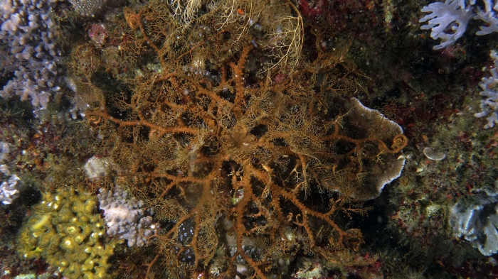 WoRMS - World Register of Marine Species - Photogallery