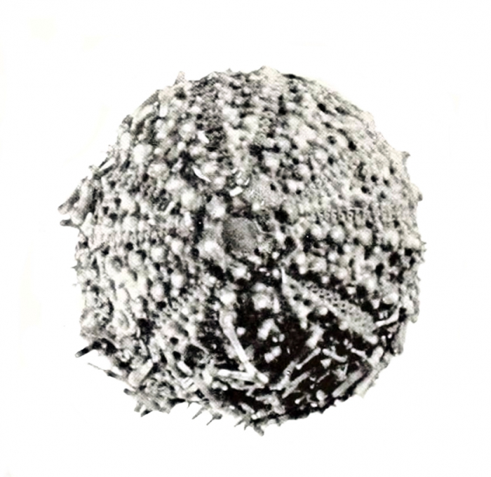 World Echinoidea Database - Photogallery