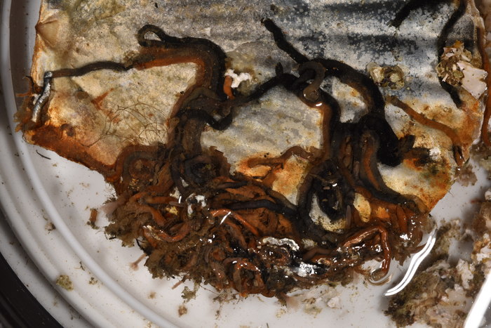 WoRMS - World Register of Marine Species - Photogallery