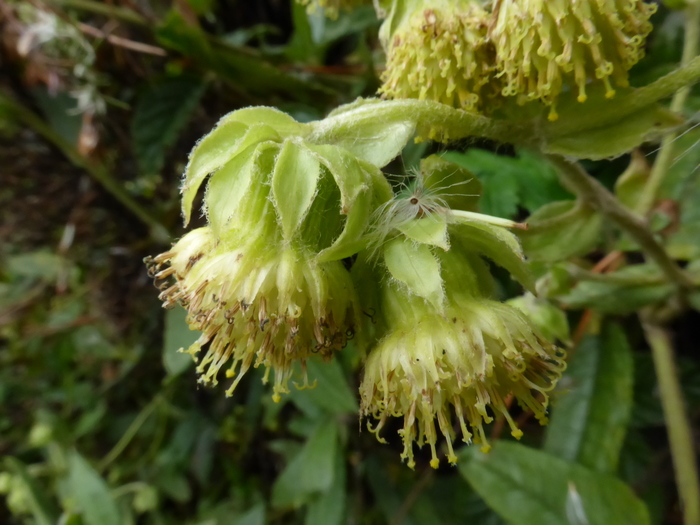 WoRMS - World Register of Marine Species - Photogallery