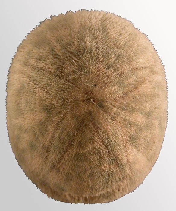 World Echinoidea Database - Photogallery