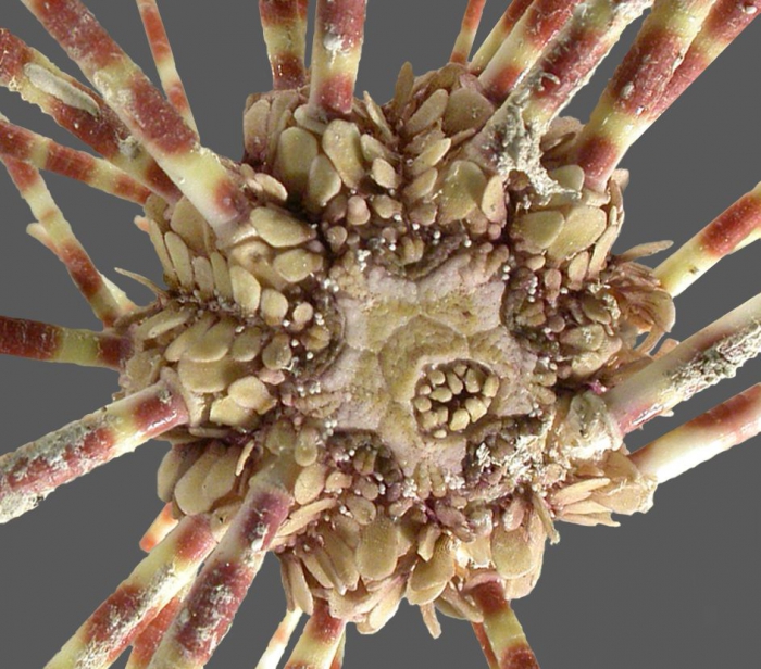 World Echinoidea Database - Photogallery