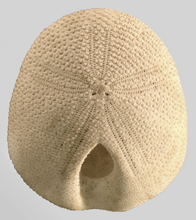 World Echinoidea Database