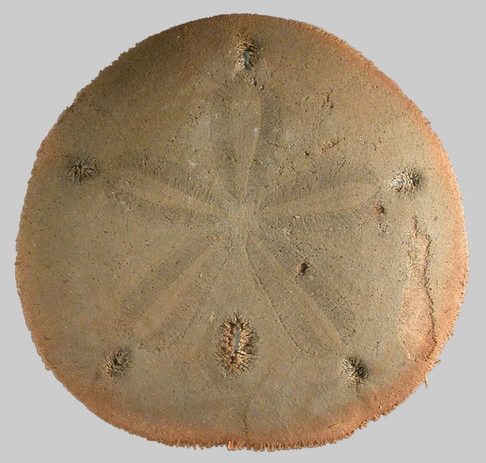 World Echinoidea Database