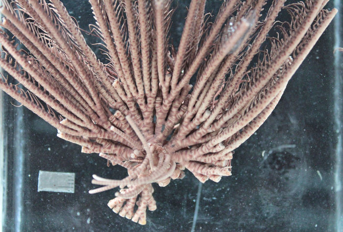 WoRMS - World Register of Marine Species