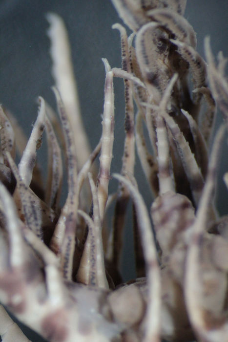 WoRMS - World Register of Marine Species