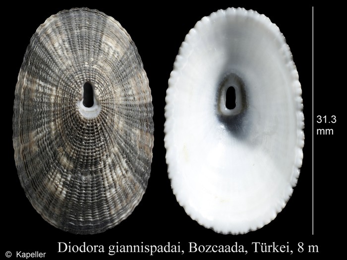 WoRMS - World Register of Marine Species