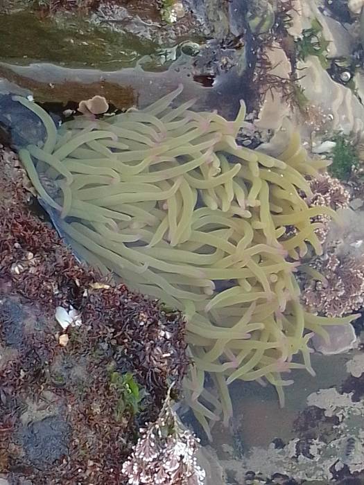 WoRMS - World Register of Marine Species