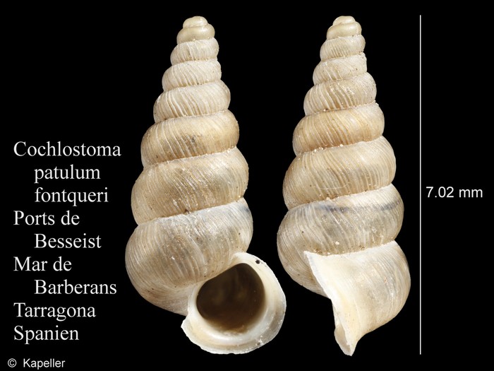 WoRMS - World Register of Marine Species - Photogallery