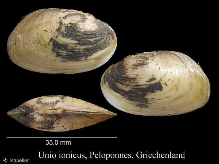 WoRMS - World Register of Marine Species - Photogallery