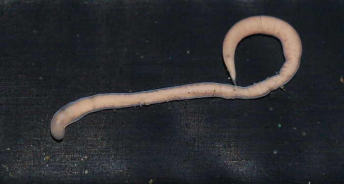 WoRMS - World Register of Marine Species