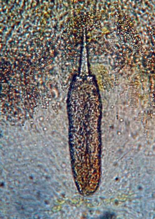 WoRMS - World Register of Marine Species - Photogallery