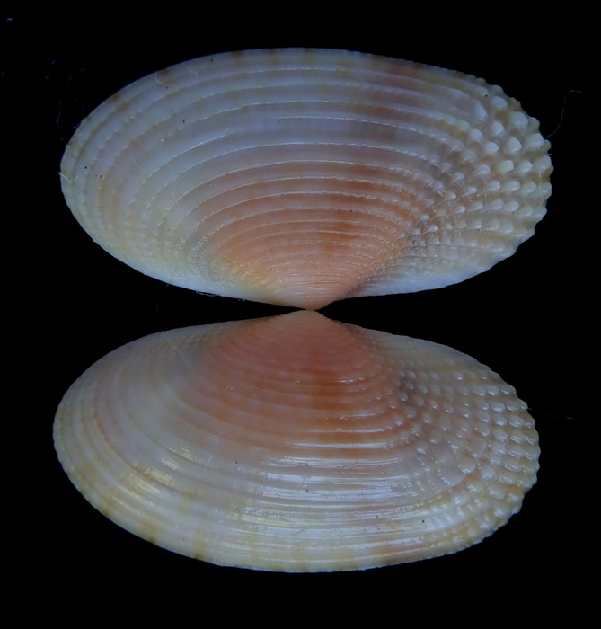 WoRMS - World Register of Marine Species - Photogallery