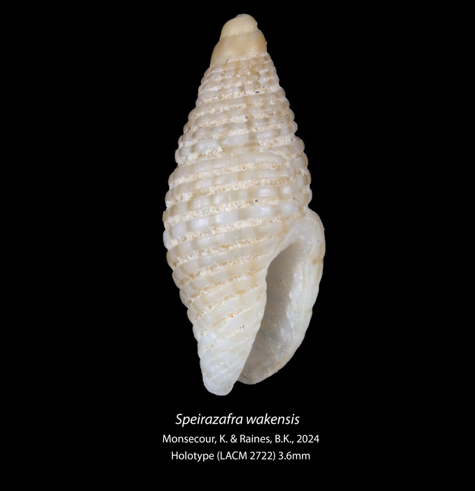 WoRMS - World Register of Marine Species - Photogallery