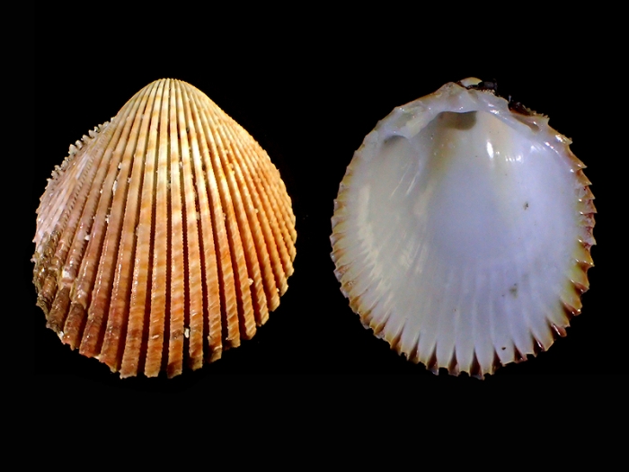 WoRMS - World Register of Marine Species - Photogallery