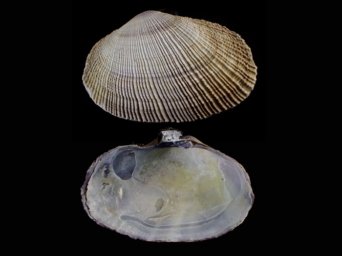 WoRMS - World Register of Marine Species - Photogallery