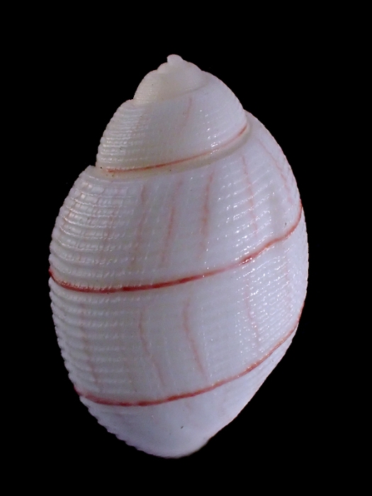 WoRMS - World Register of Marine Species - Photogallery