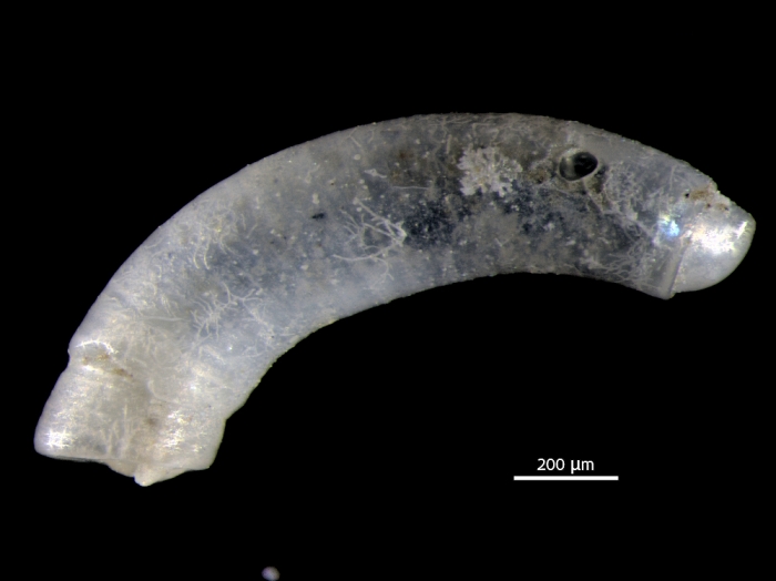 WoRMS - World Register of Marine Species