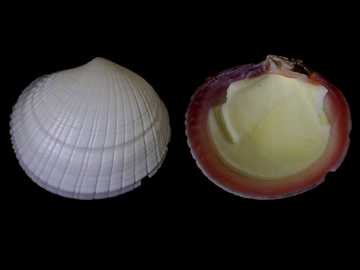 WoRMS - World Register of Marine Species - Photogallery