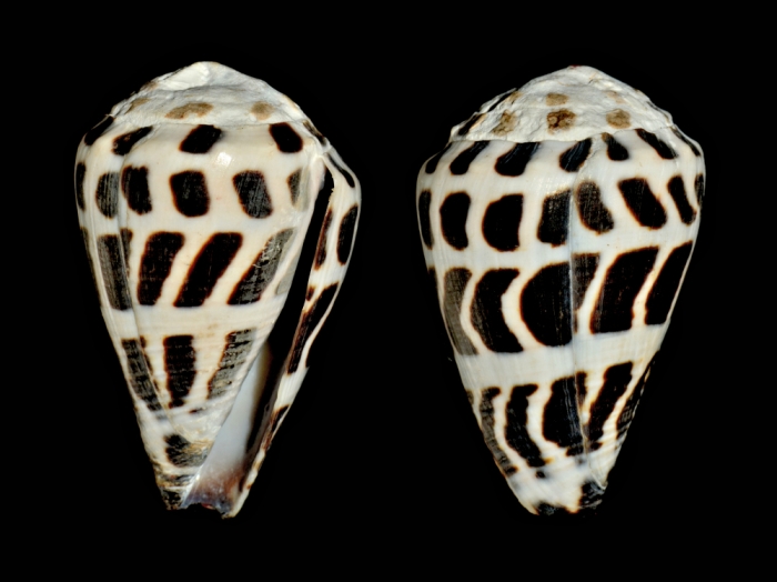 WoRMS - World Register of Marine Species - Photogallery