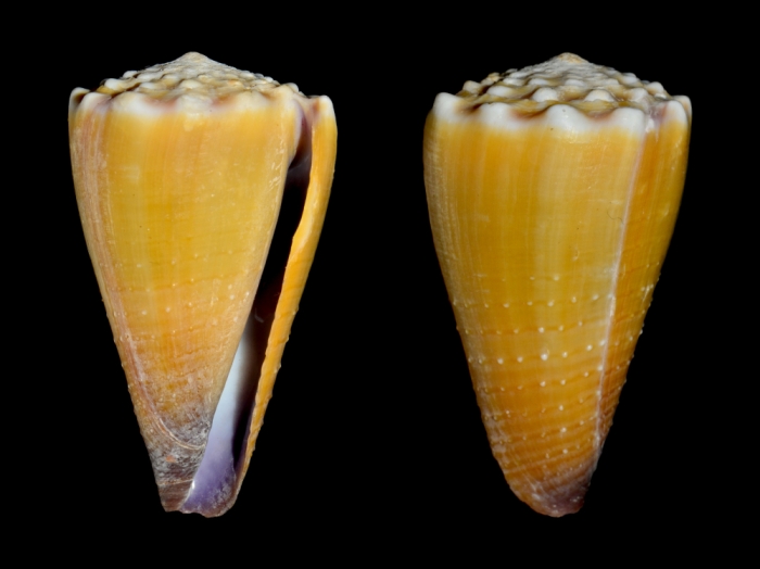 WoRMS - World Register of Marine Species - Photogallery