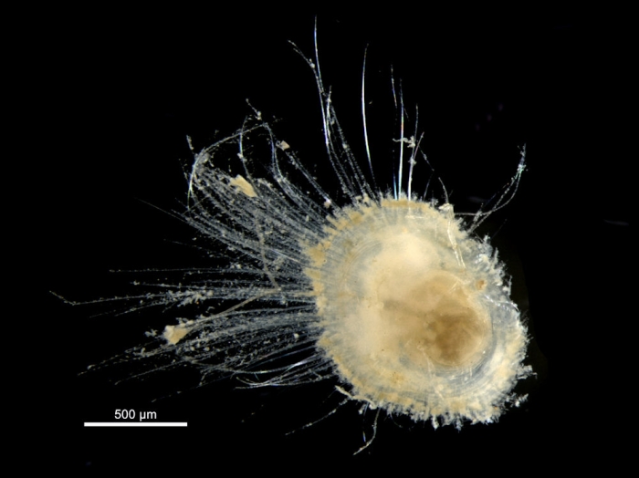 WoRMS - World Register of Marine Species