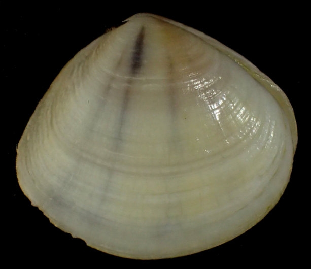 WoRMS - World Register of Marine Species - Photogallery